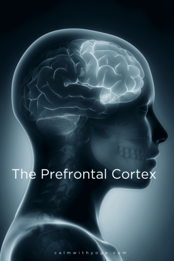 What Part of Brain Controls Emotions? And How Does Chronic Stress ...