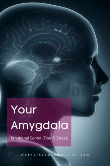 3 Scientific Ways To Calm Down Amygdala - Overactive Limbic System ...