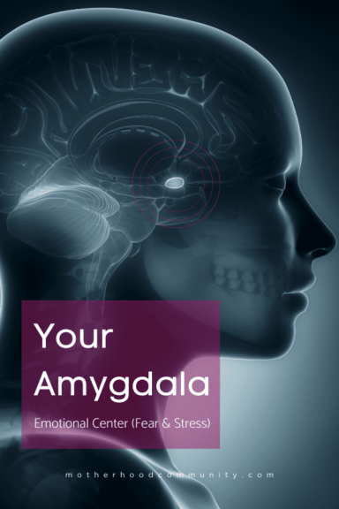 3 Scientific Ways To Calm Down Amygdala - Overactive Limbic System ...