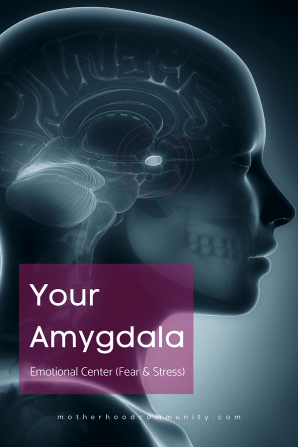 3 Scientific Ways To Calm Down Amygdala - Overactive Limbic System ...