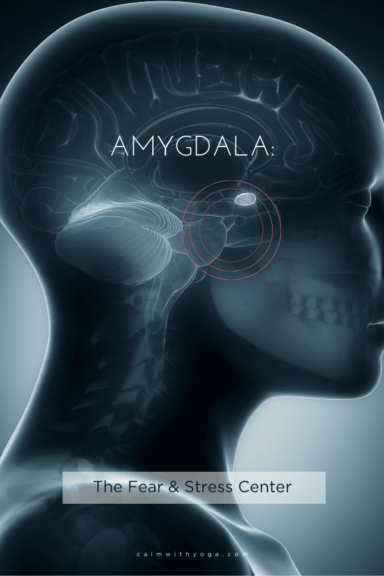 What Part of Brain Controls Emotions? And How Does Chronic Stress ...