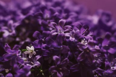 190+ Purple Names With Nature Themes & Elegant Meanings